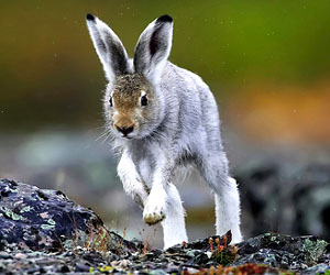 哺乳纲 Mammalia 蓝色动物学（中国动物学科普）